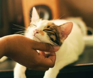 GULIGULI Official | Smart Pet Companion Brings Joy to Pets